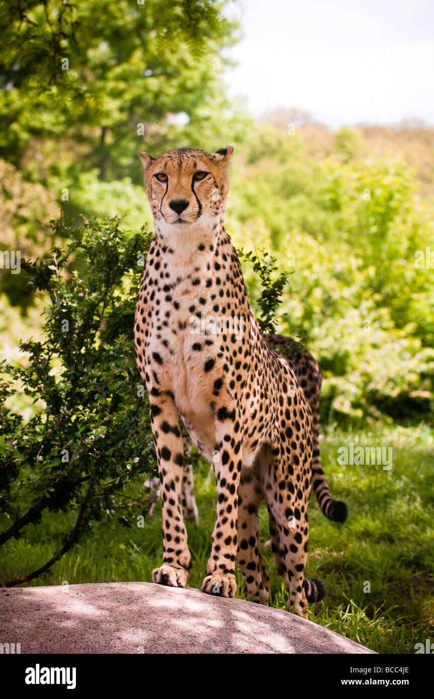 Cheetah on hill Stock Photo - Alamy