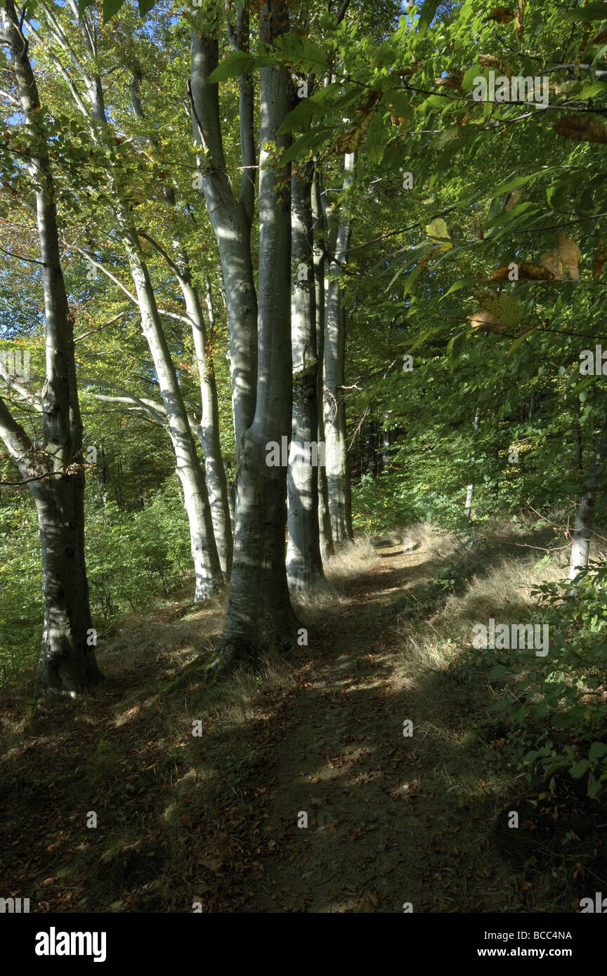 Forest walking tracks Alsace France Stock Photo - Alamy