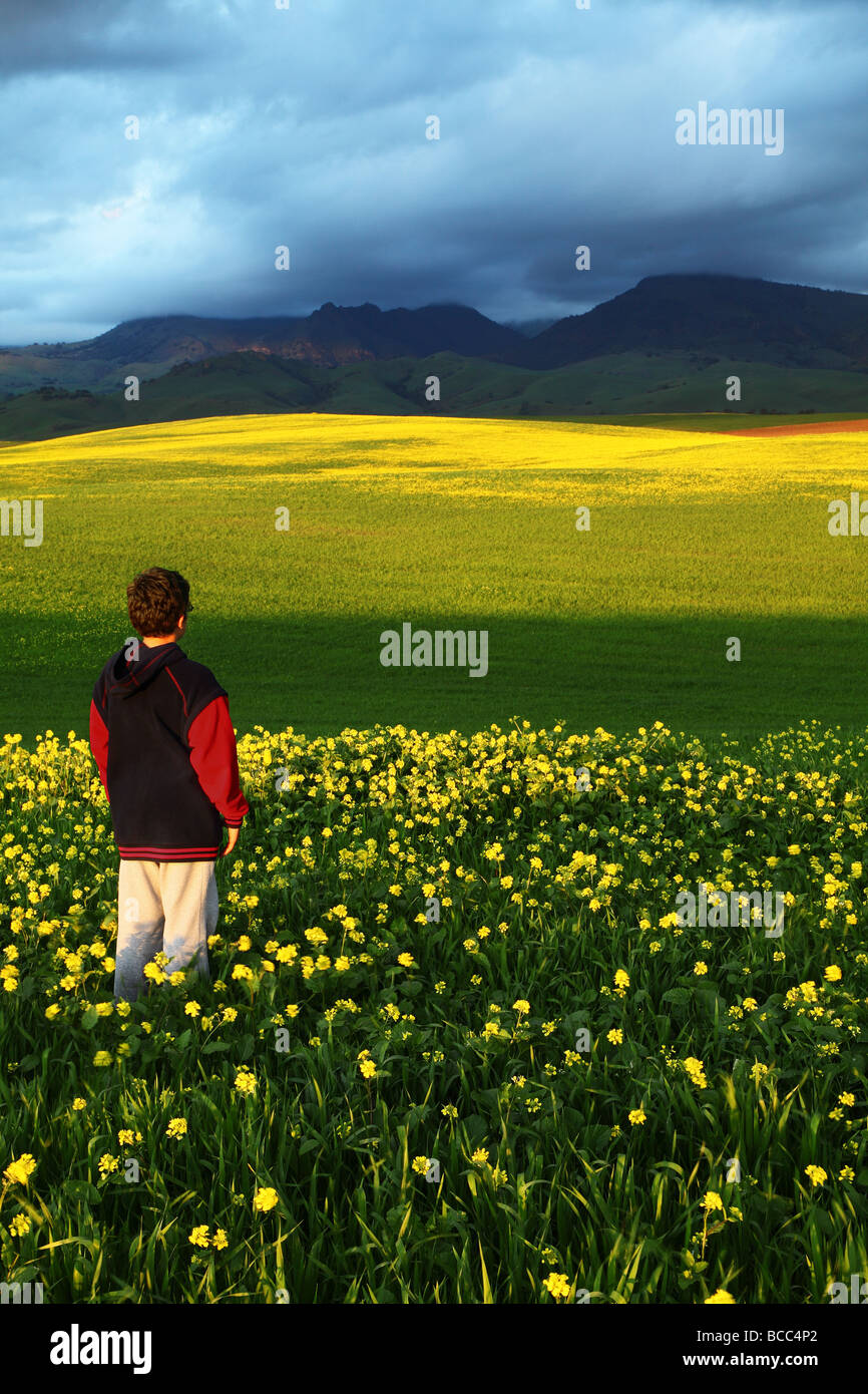Person looking at Mustard field Stock Photo - Alamy
