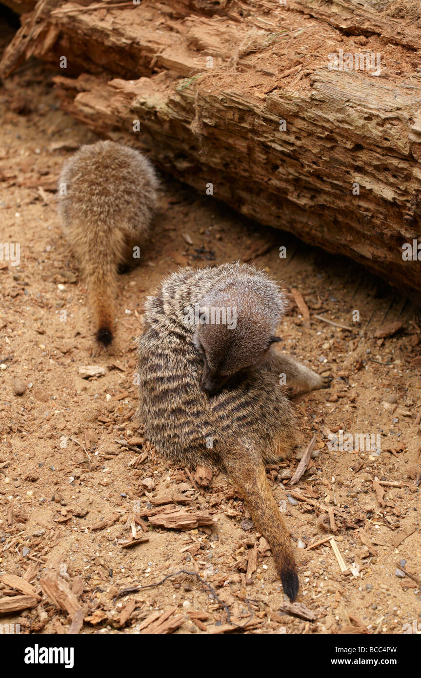 Meerkat eating insects hi-res stock photography and images - Alamy