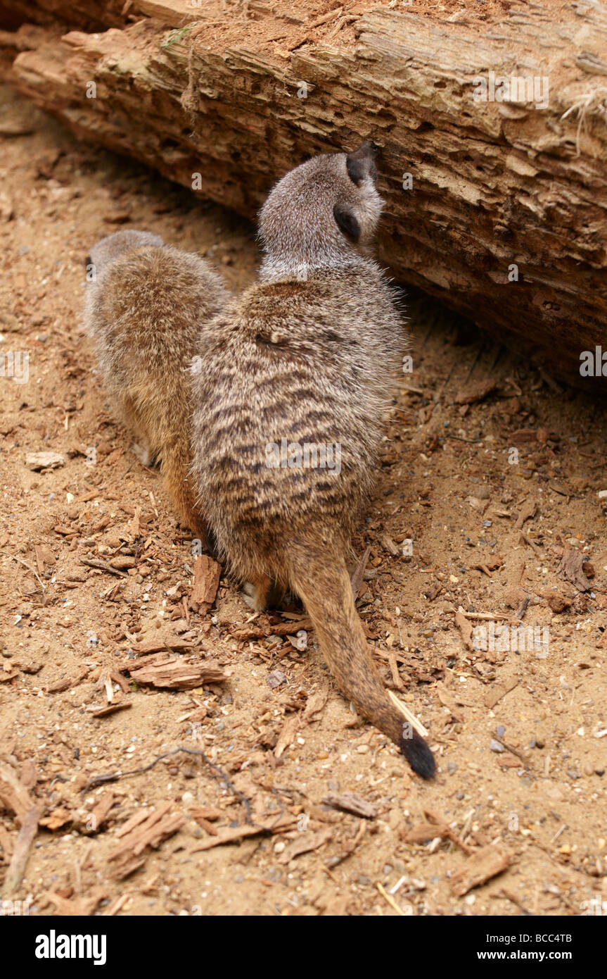 Meerkat suricata suricatta foraging hi-res stock photography and images ...