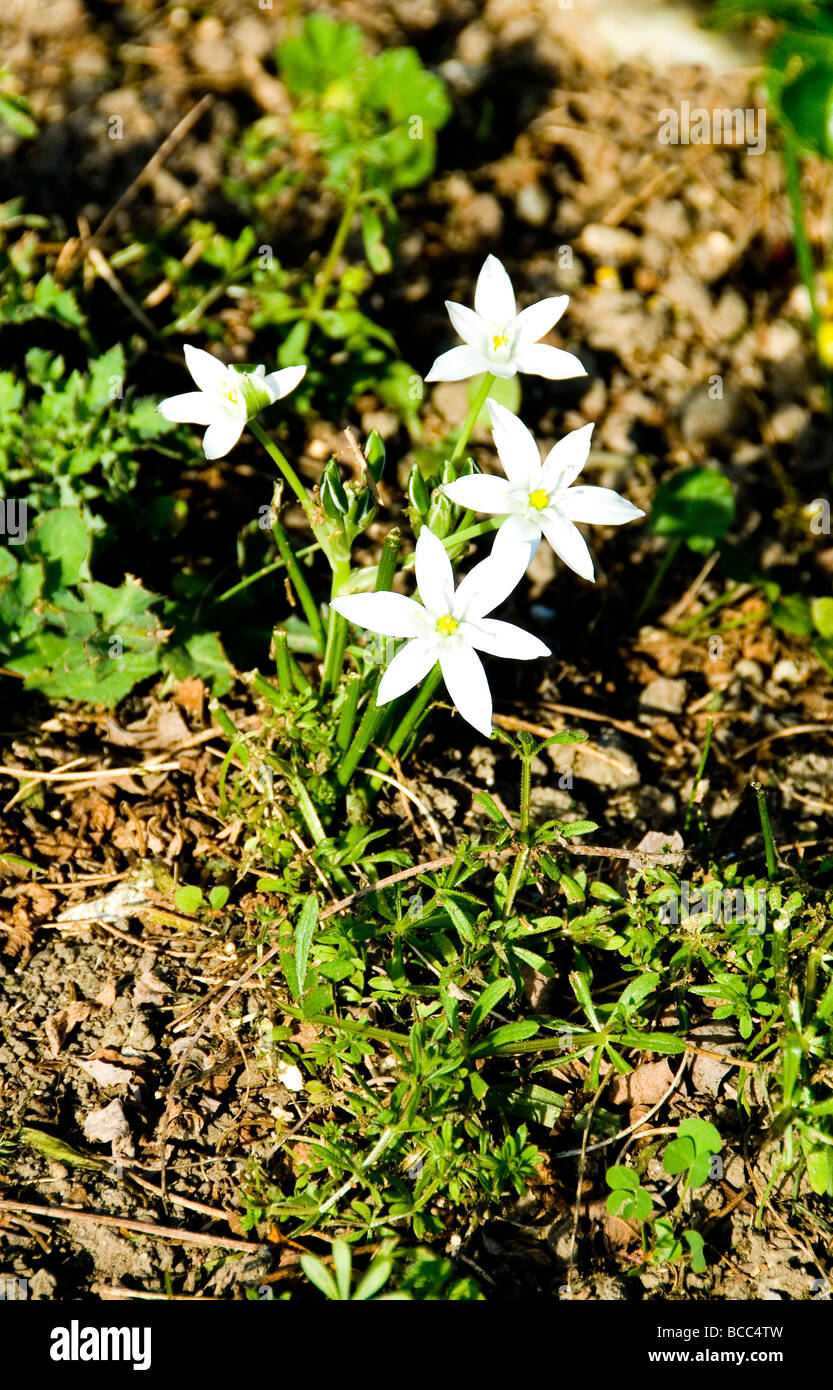 A small cluster of Stars of Bethlehem Stock Photo - Alamy