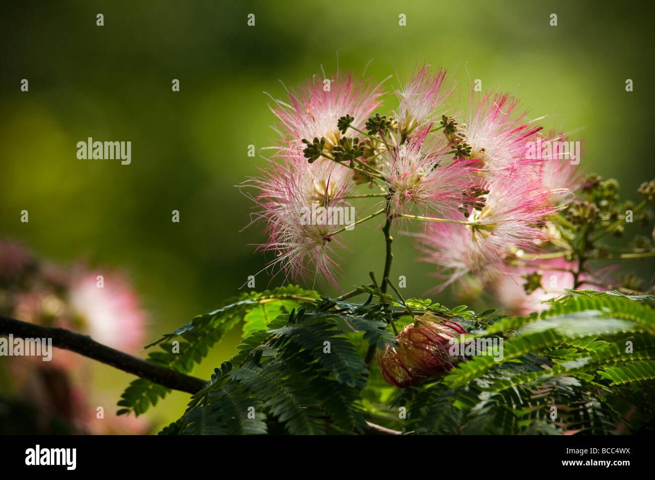 Pink mimosa tree blooms hi-res stock photography and images - Alamy