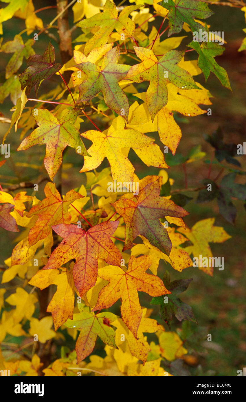 The early Fall yellow and amber leaves of a deciduous Liquid Amber ...