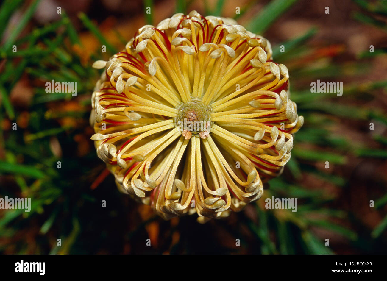 The cylindrical Banksia flower with detail of its stamen and petals ...
