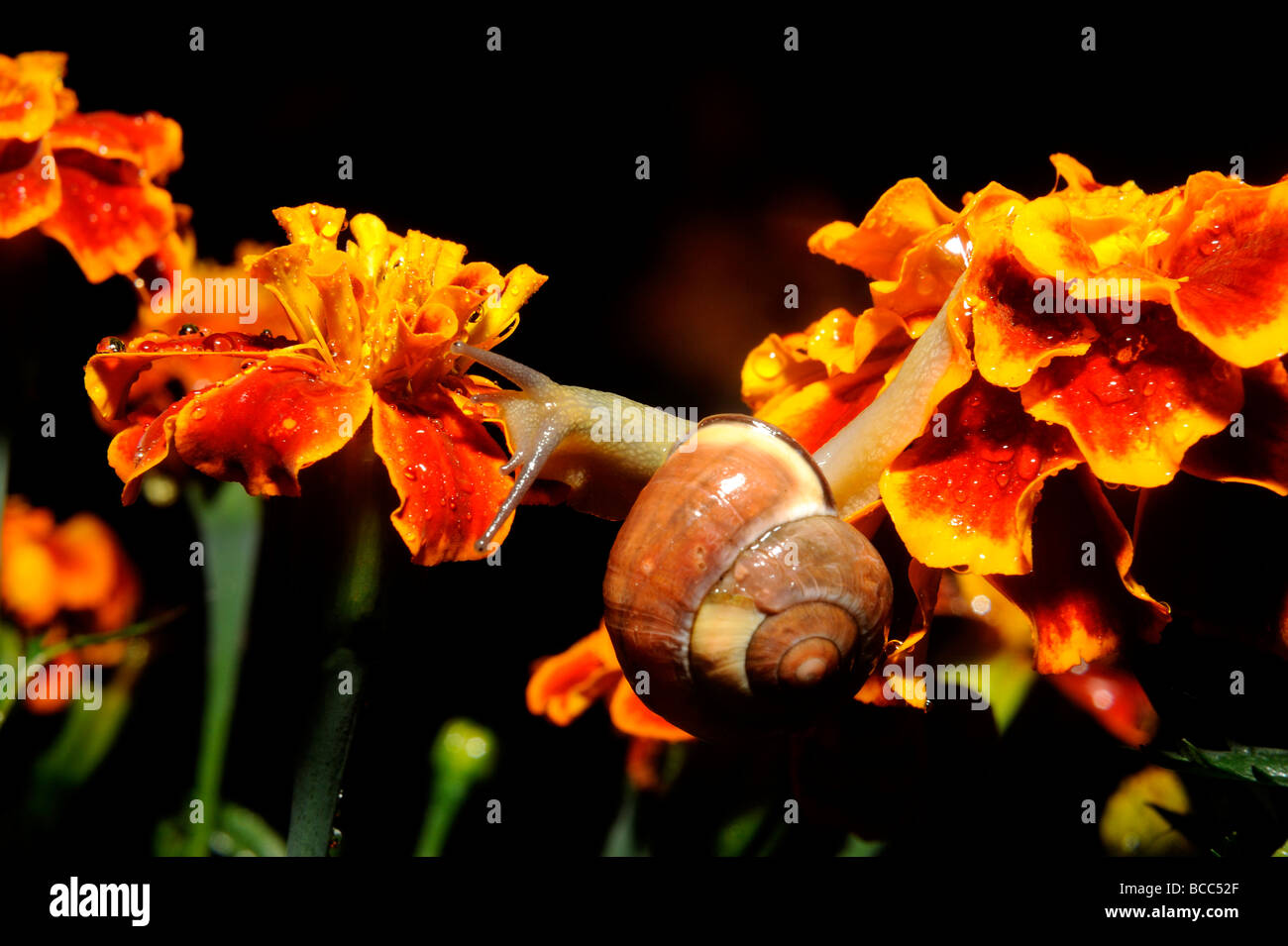 Snail on flower Stock Photo - Alamy