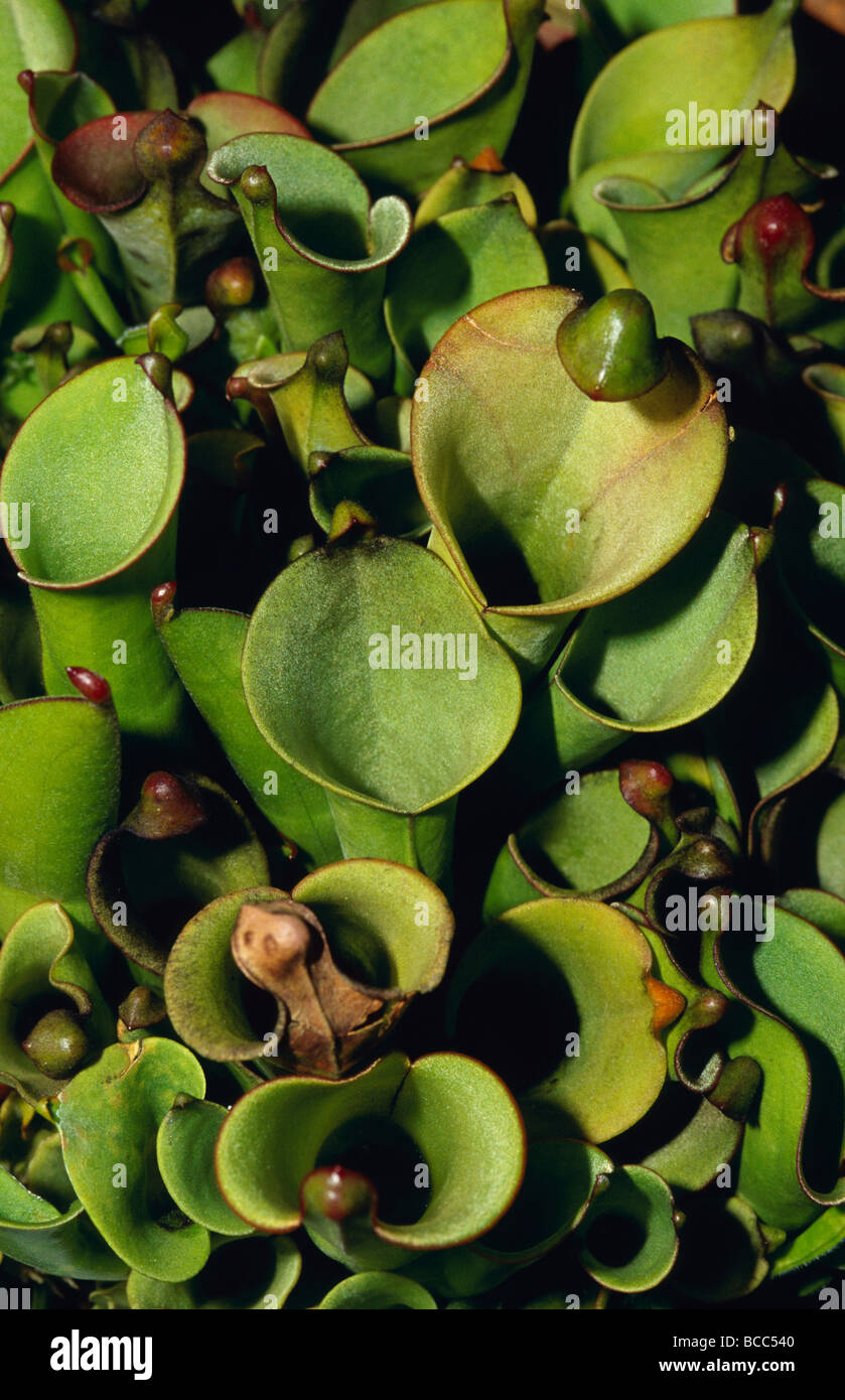 The rare carnivorous Sun Pitcher plant, Heliamphora Heterodoxa Stock ...