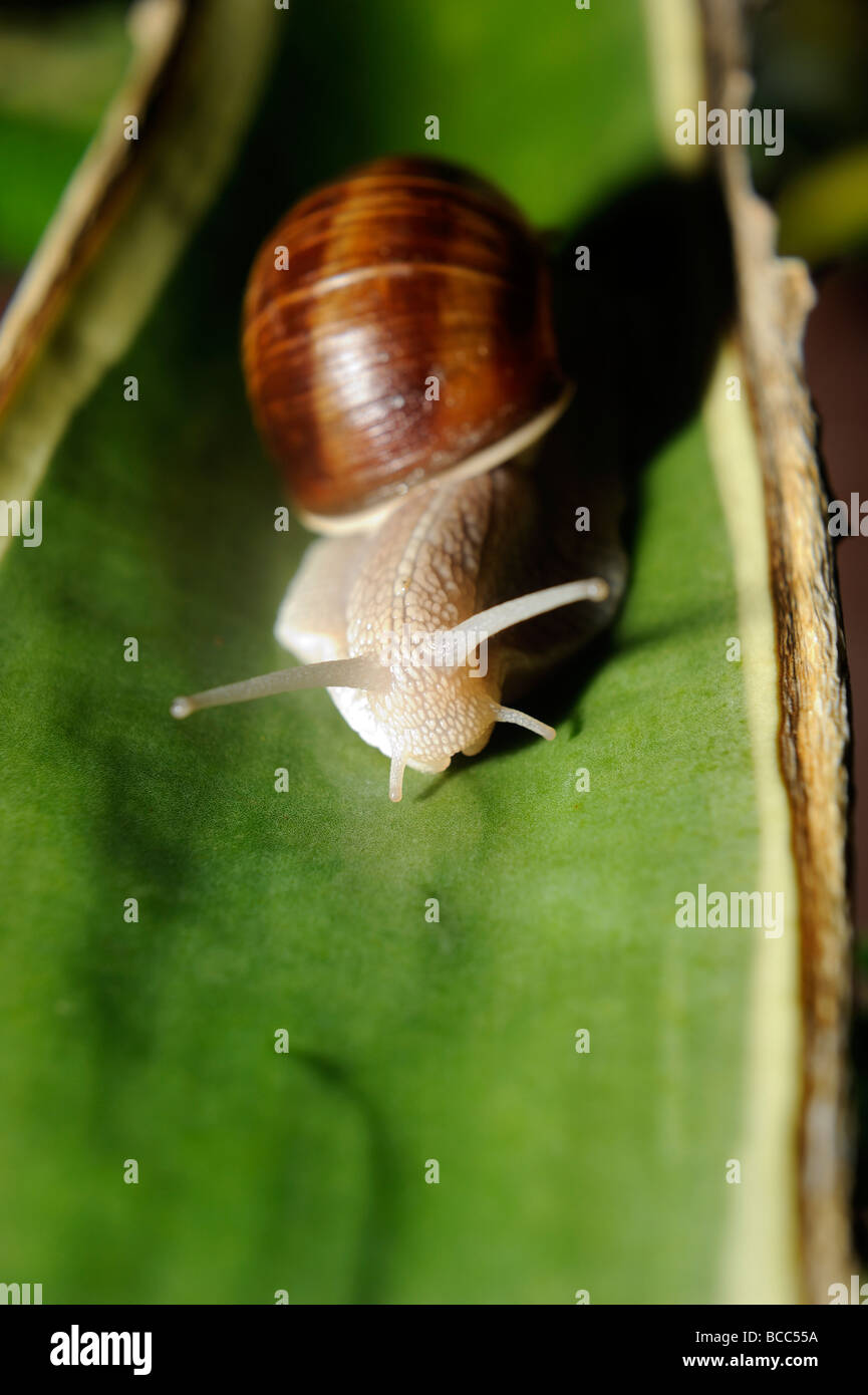 Snail close up Stock Photo - Alamy