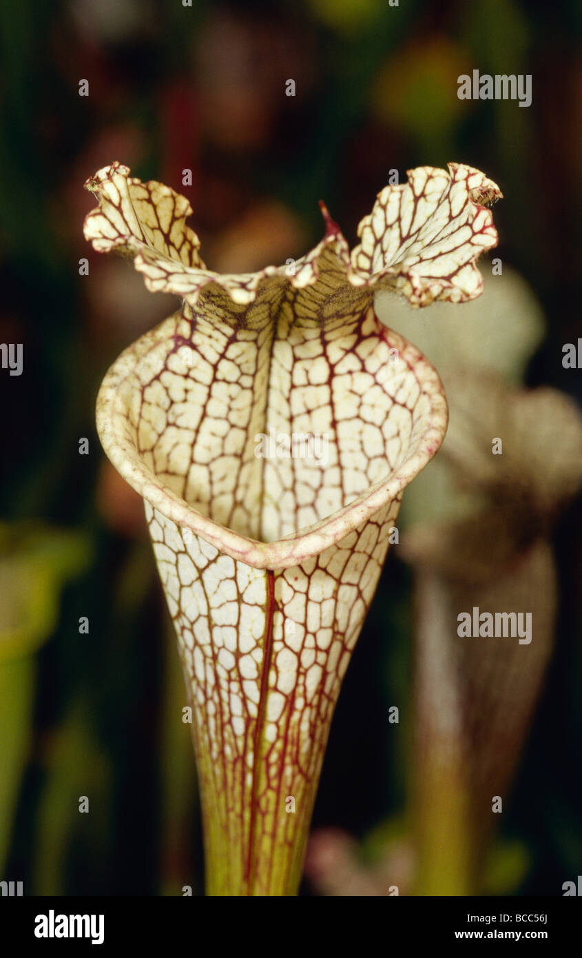 A carnivorous Trumpet Pitcher plant, Sarracenia Luecophylla hybrid ...