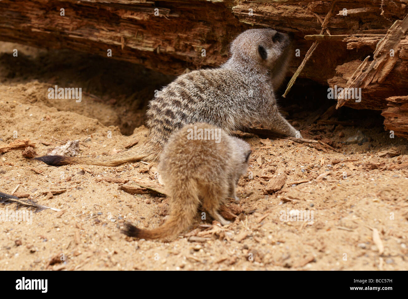 Meerkat eating insects hi-res stock photography and images - Alamy