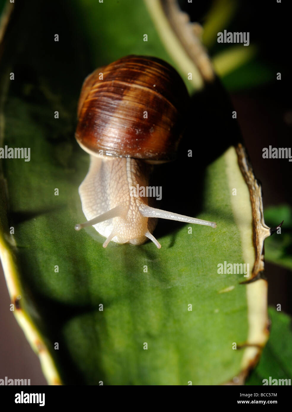 Snail close up Stock Photo - Alamy