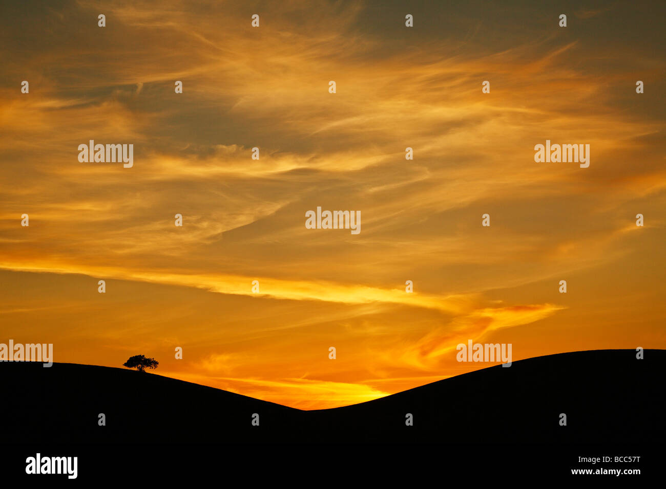 Tree line sunset hi-res stock photography and images - Alamy