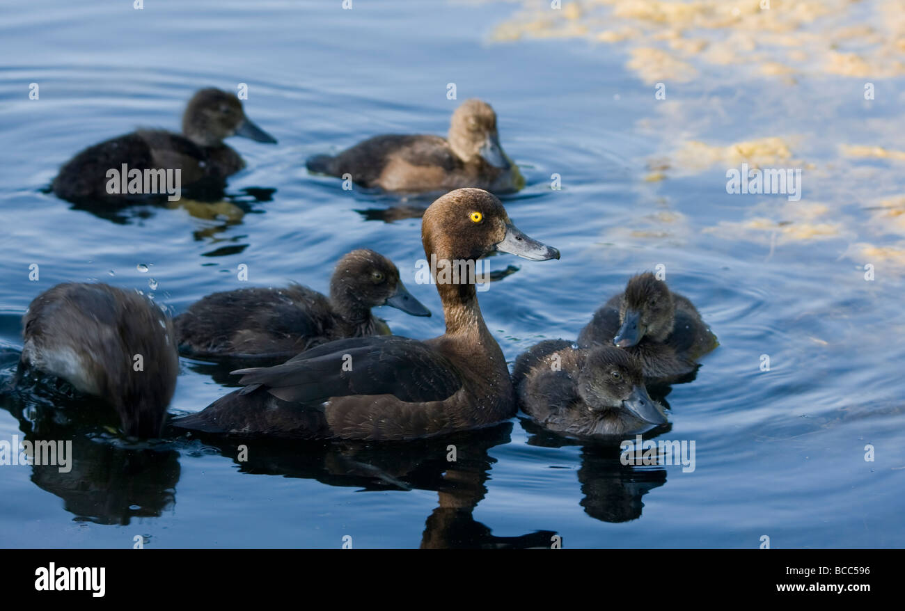 Female tufted duck with ducklings hi-res stock photography and images ...