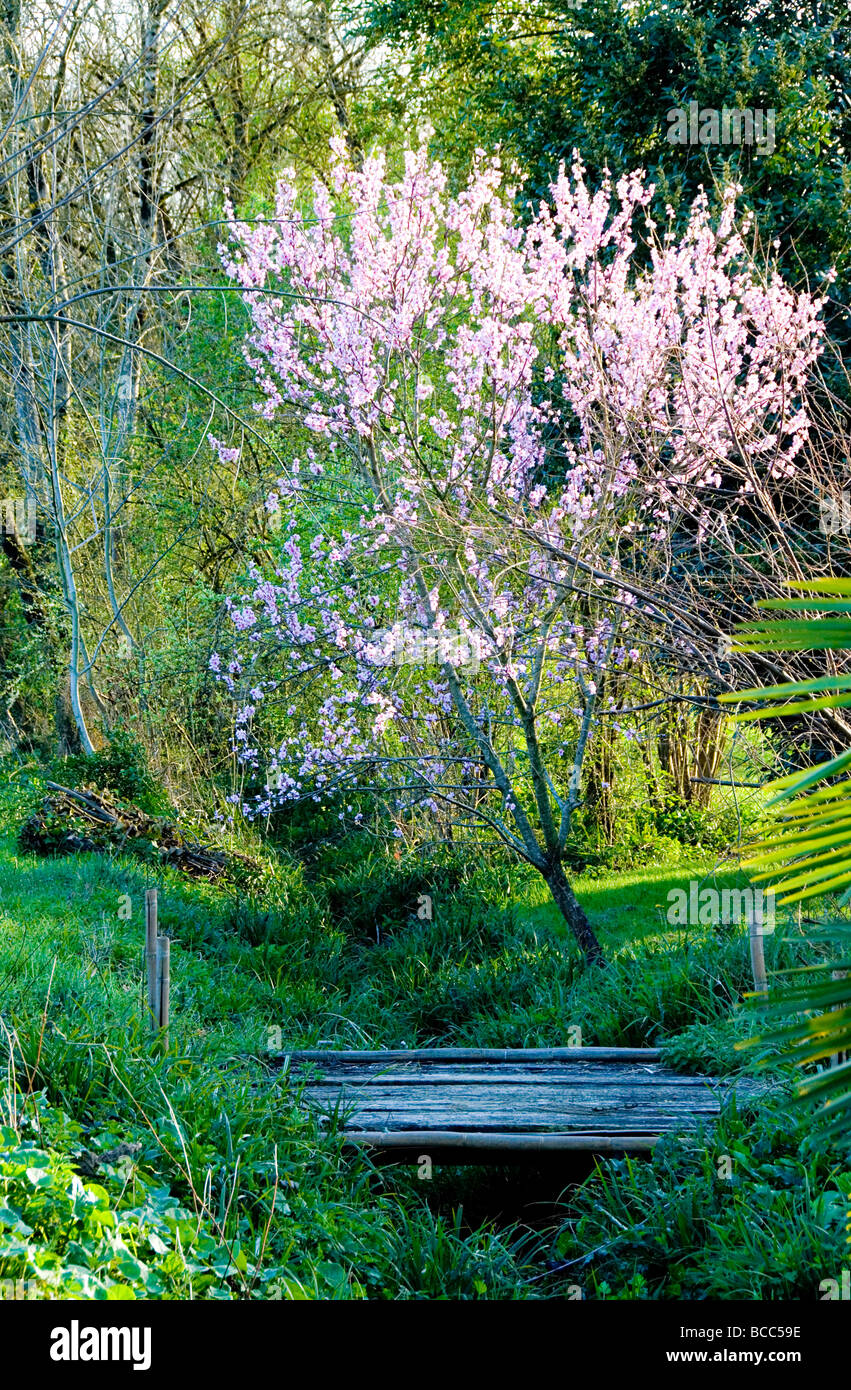 A pretty landscape formed by a peach tree in blossom and a small wooden ...
