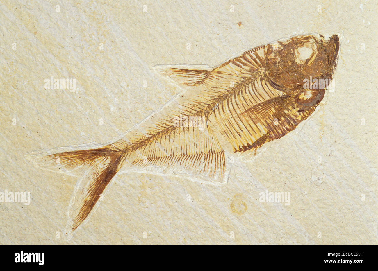 A fish fossil, Diplomystus Dentatus, from the Eocene period Stock Photo ...