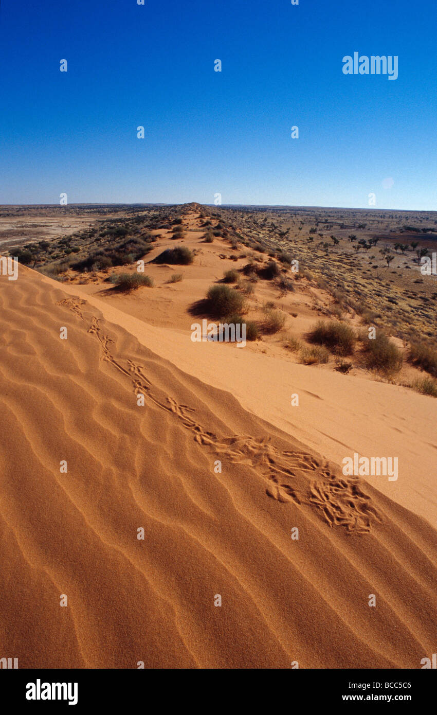 Animal tracks and rippled wind patterns on a parallel sand dune crest ...