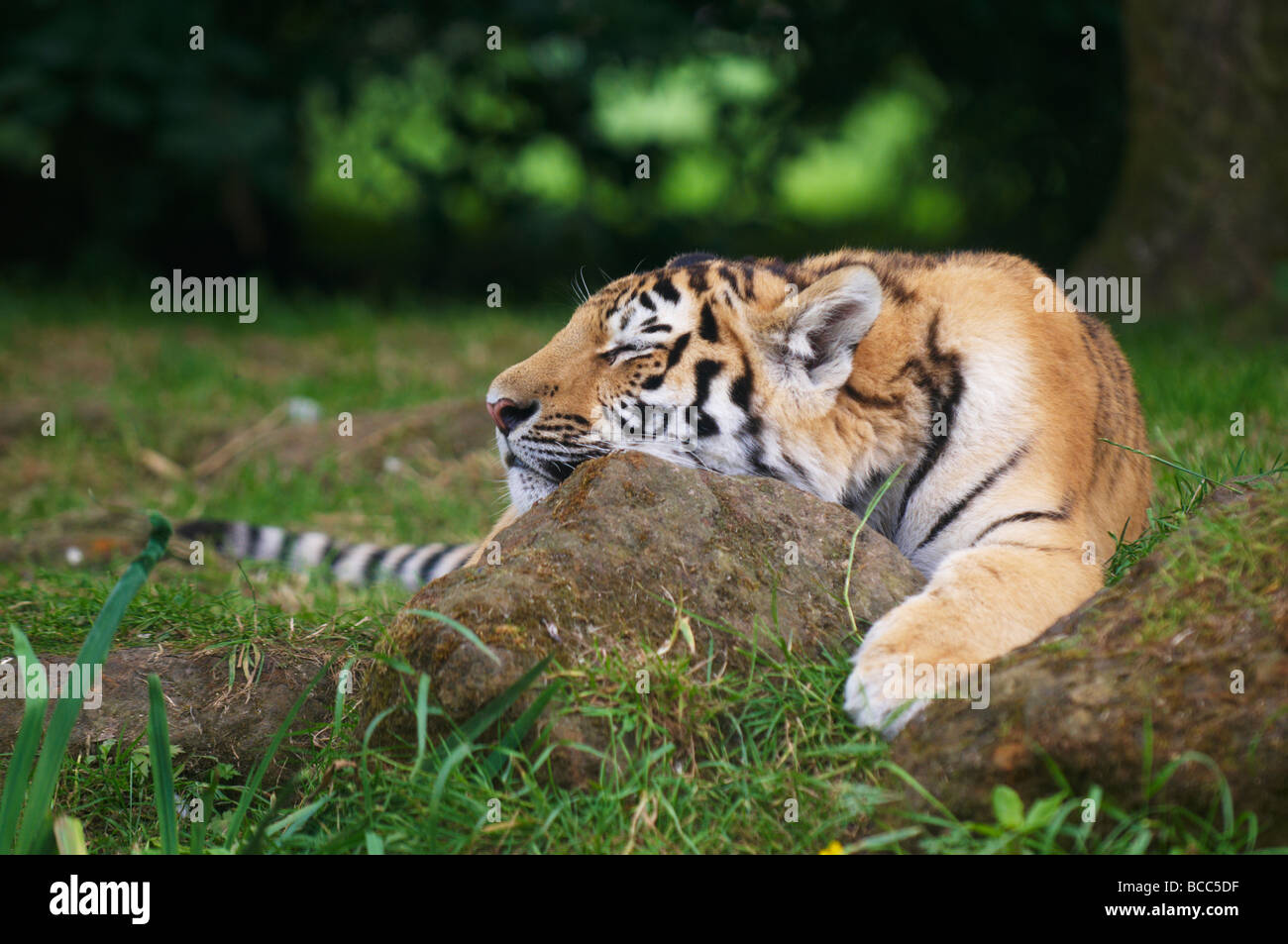 Tiger zoo hi-res stock photography and images - Alamy