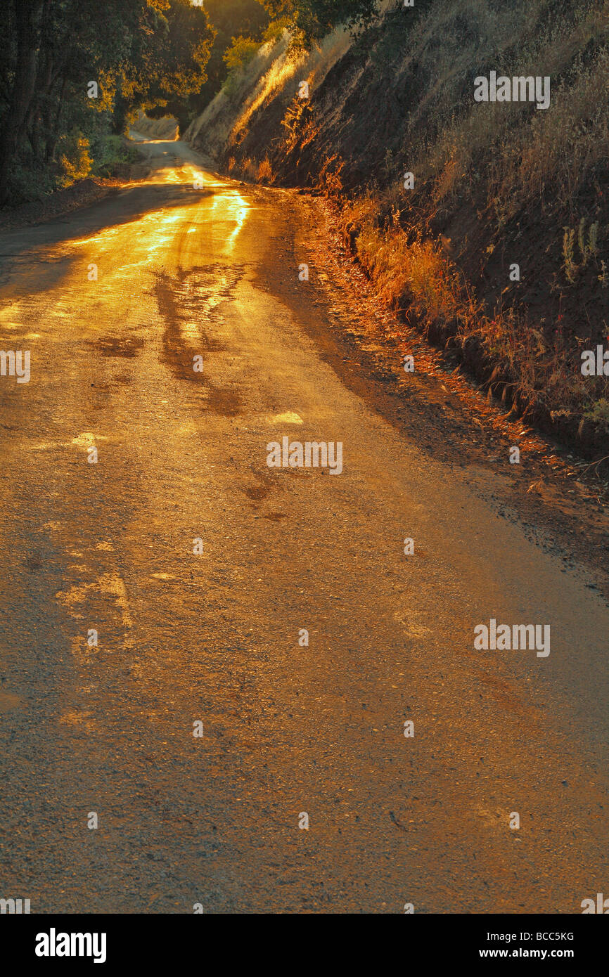 Golden sunlight reflects off hi-res stock photography and images - Alamy