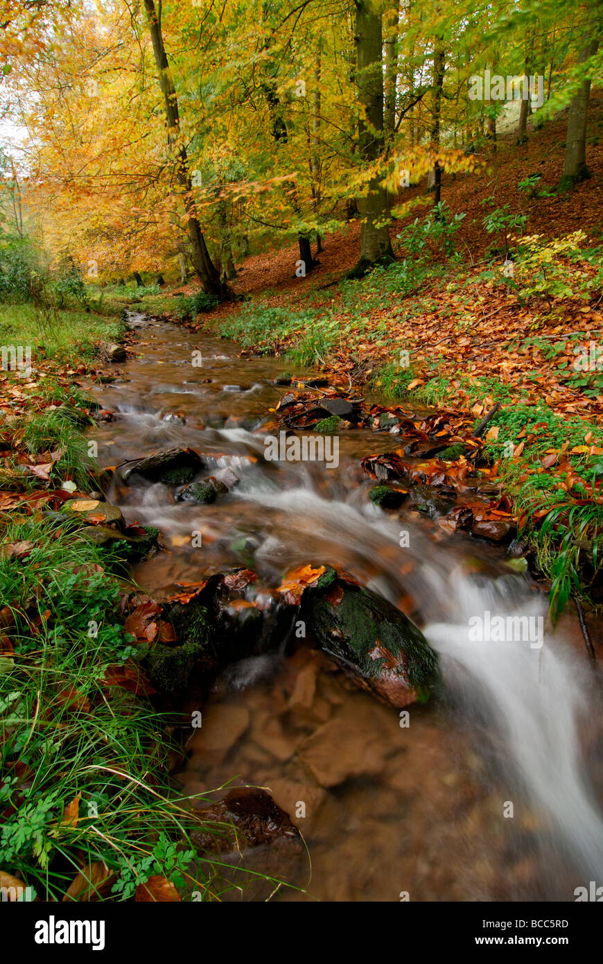 Stream running through trees hi-res stock photography and images - Alamy