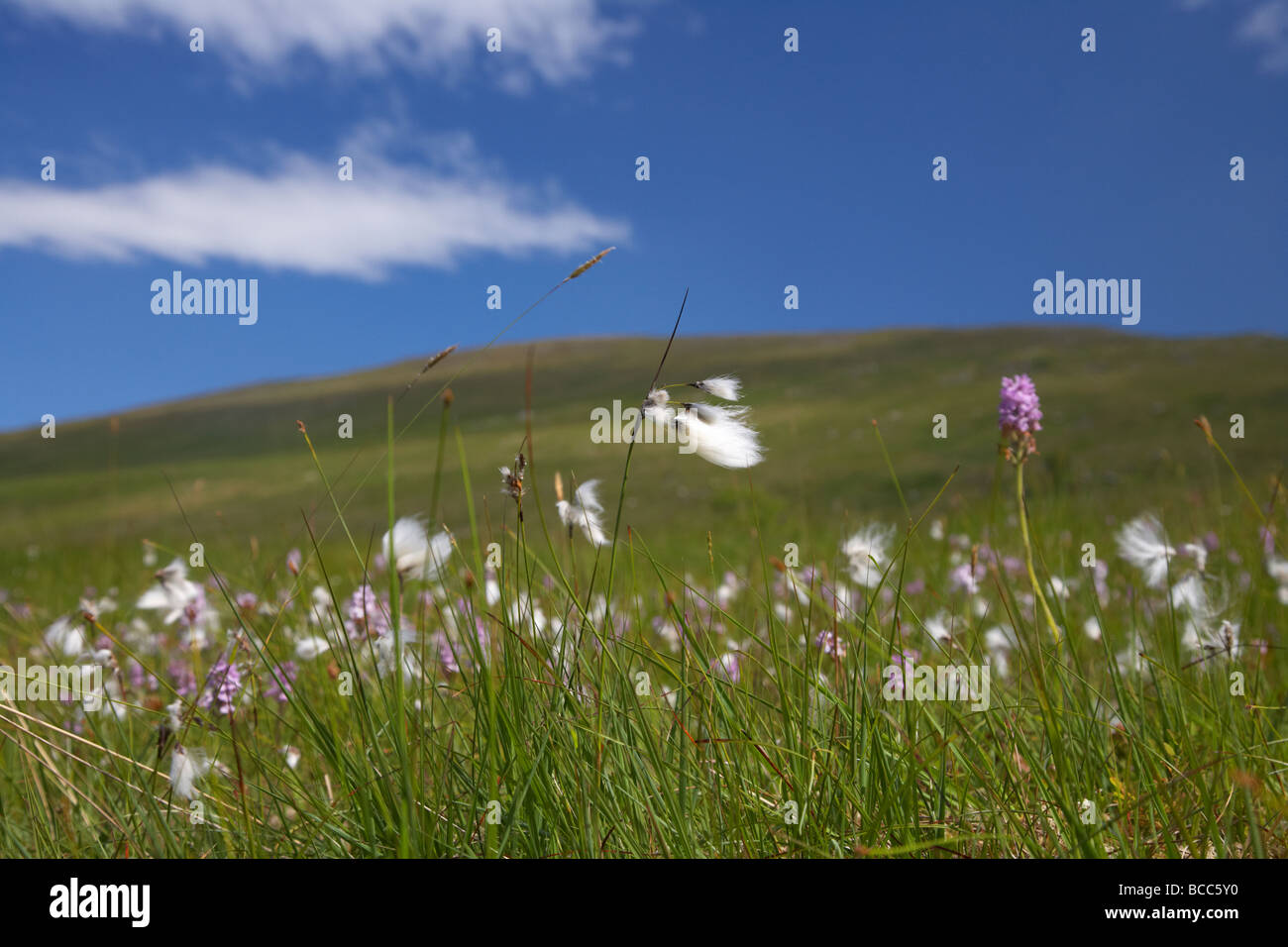 bog cotton cottongrass eriophorum growing with wildflowers on a ...