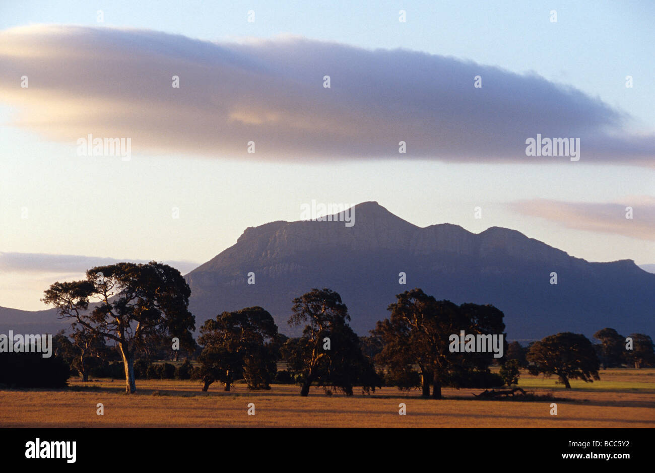 Trees loom hi-res stock photography and images - Alamy