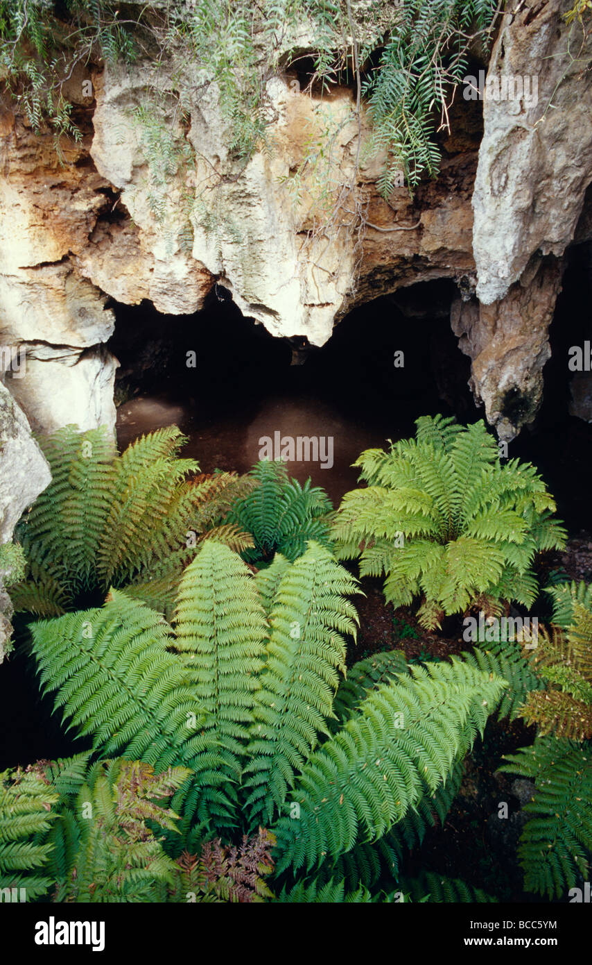 Ferns growing in the gaping mouth of a limestone cave Stock Photo - Alamy