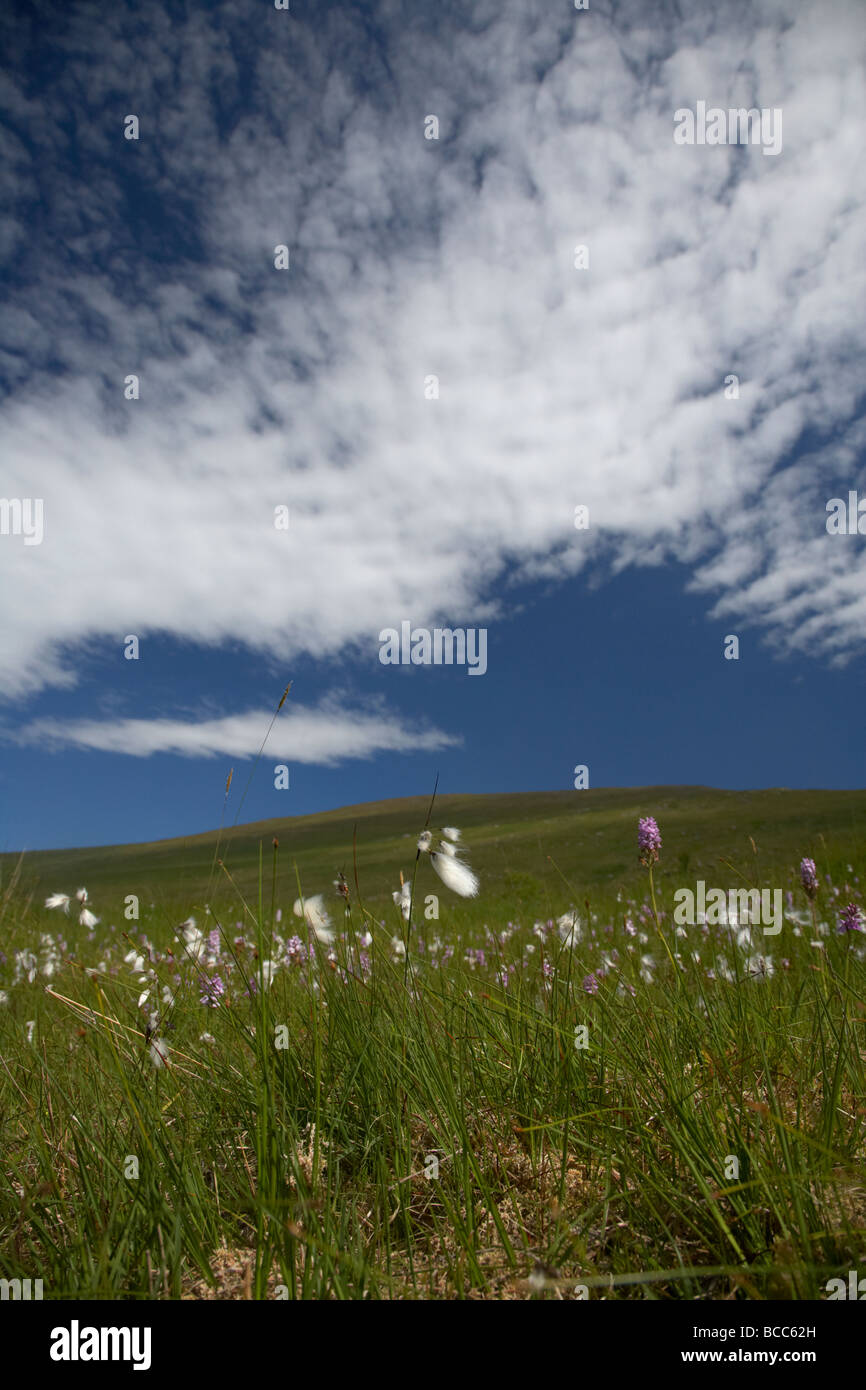 Bog cotton ireland hi-res stock photography and images - Alamy