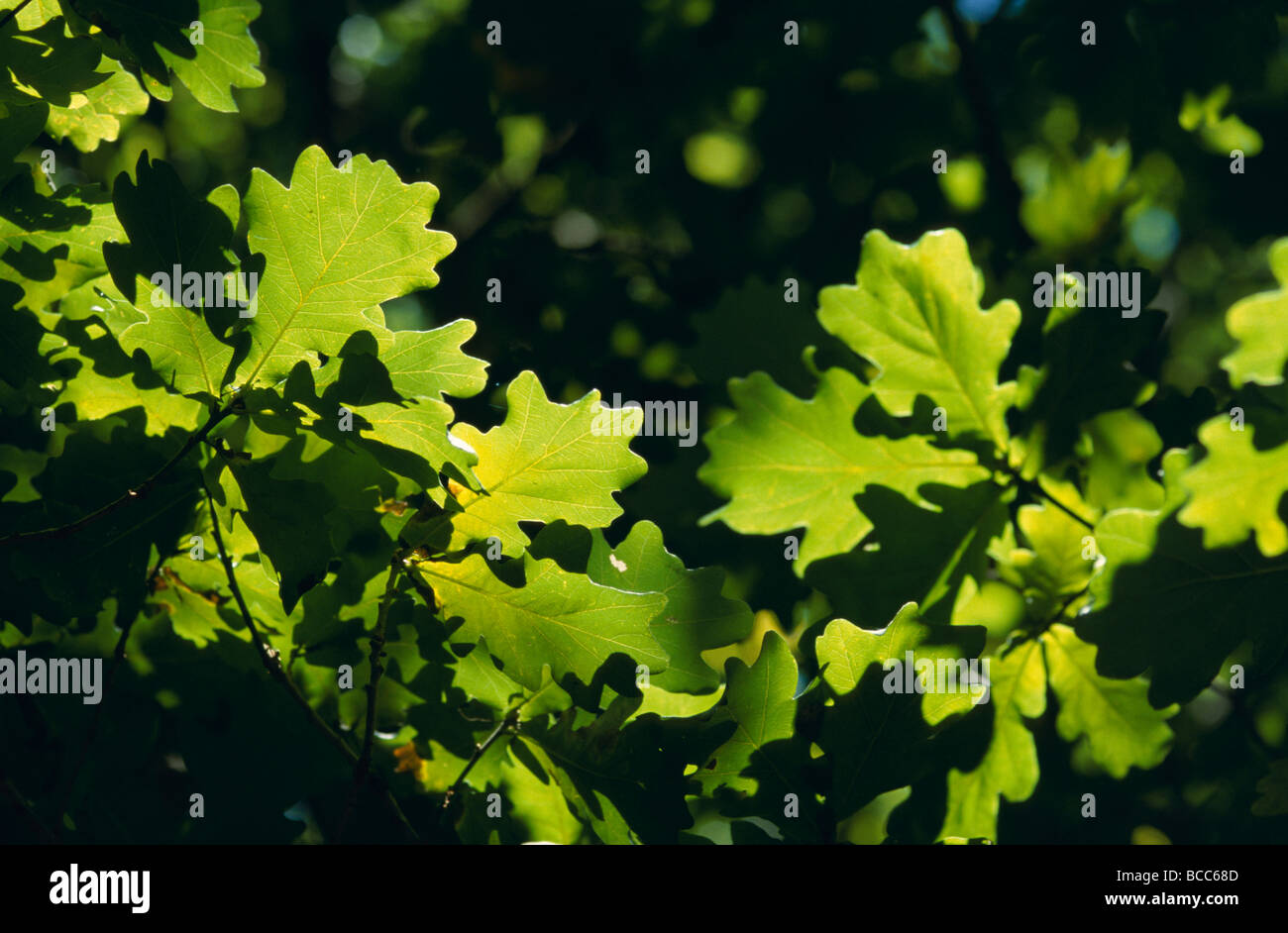 Dappled sunlight shining through the canopy of an old Oak Tree Stock ...