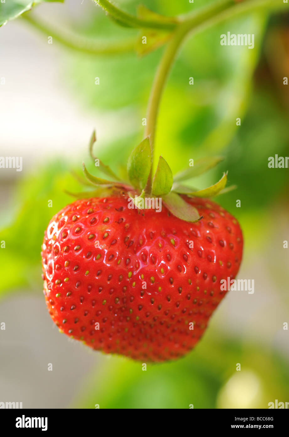 Strawberry hi-res stock photography and images - Alamy