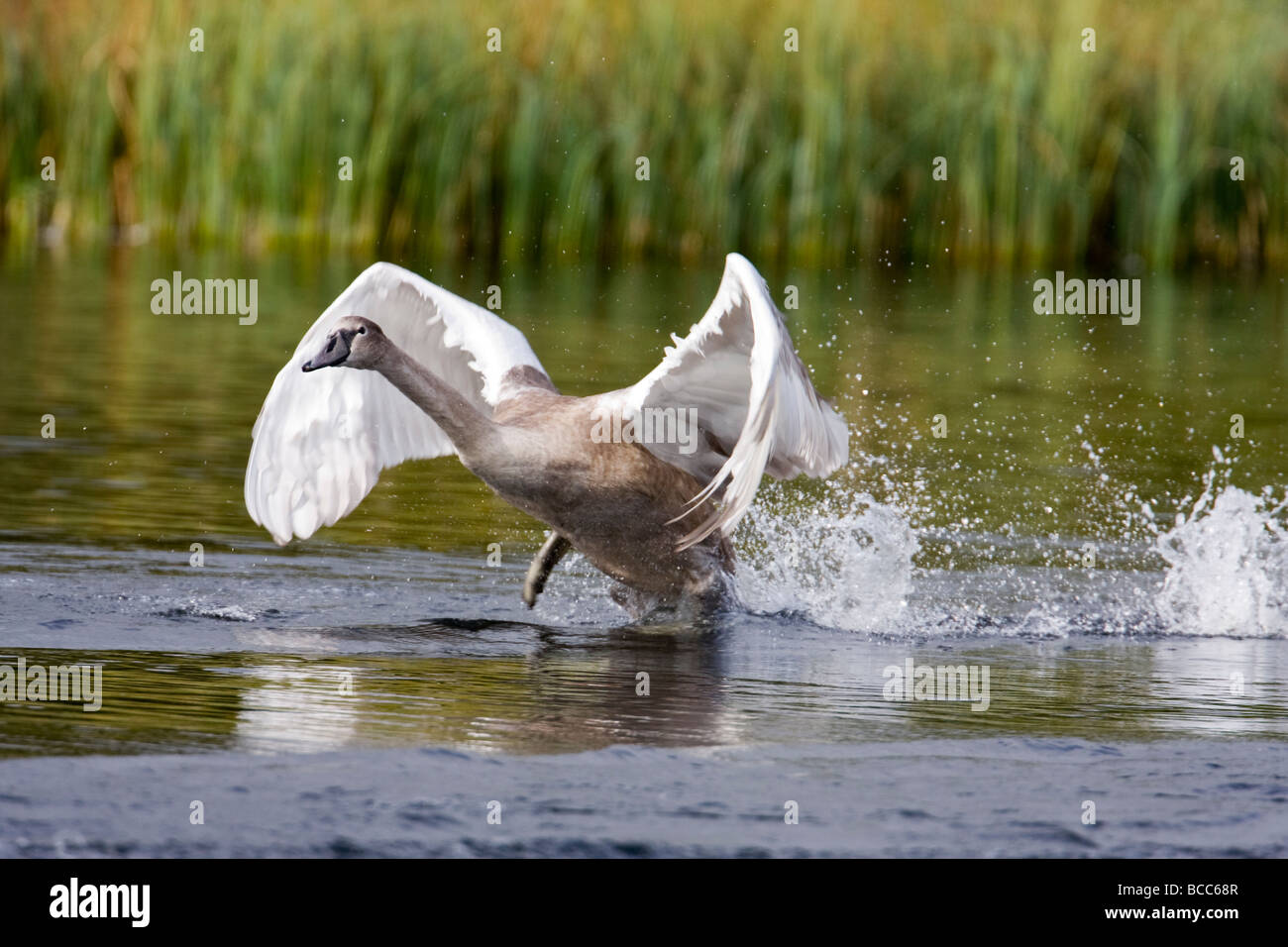 Swan taking off from water hi-res stock photography and images - Alamy