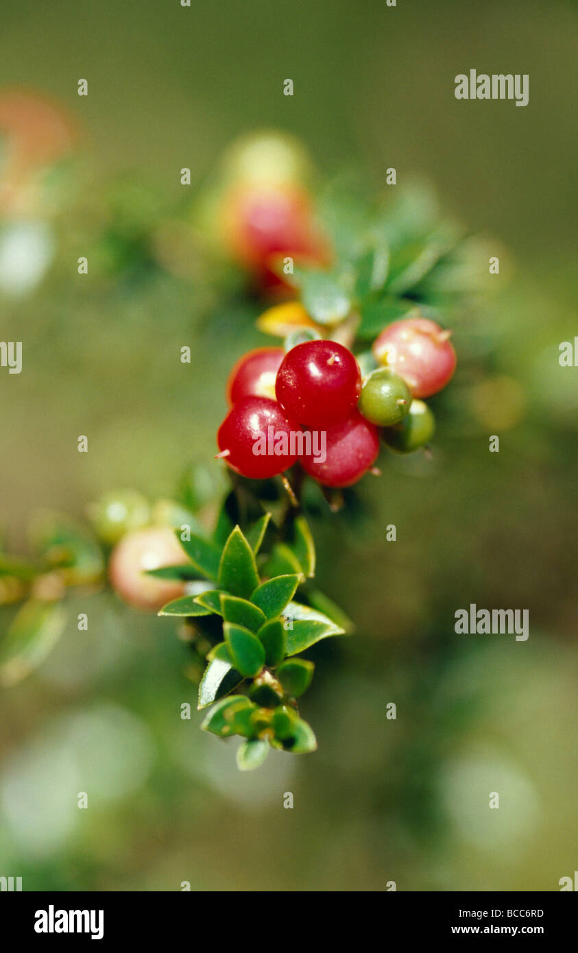 A bright red berry shines from an alpine shrub on a summers day Stock ...