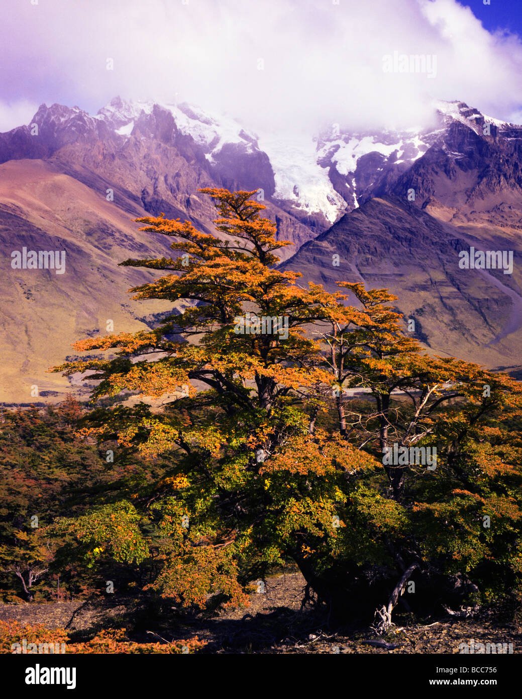 fall colors in Los Glaciares National Park, Patagonia, Argentina Stock ...