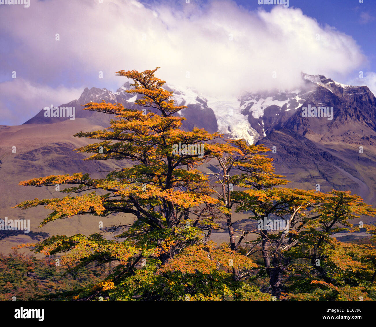 fall colors in Los Glaciares National Park, Patagonia, Argentina Stock ...