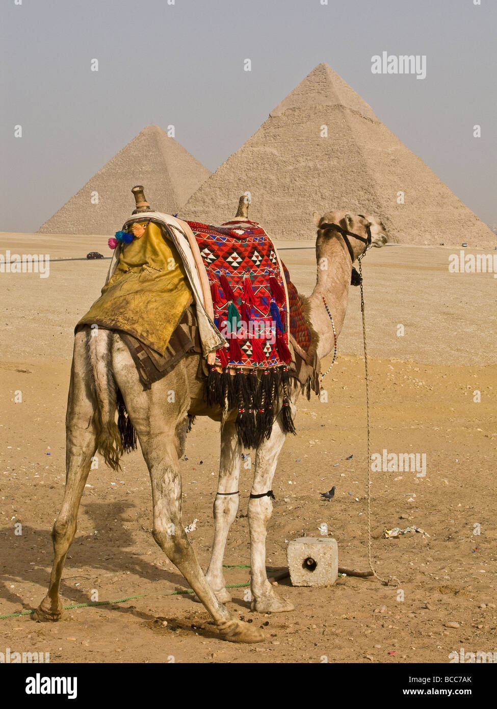 Camel and Pyramids Stock Photo - Alamy