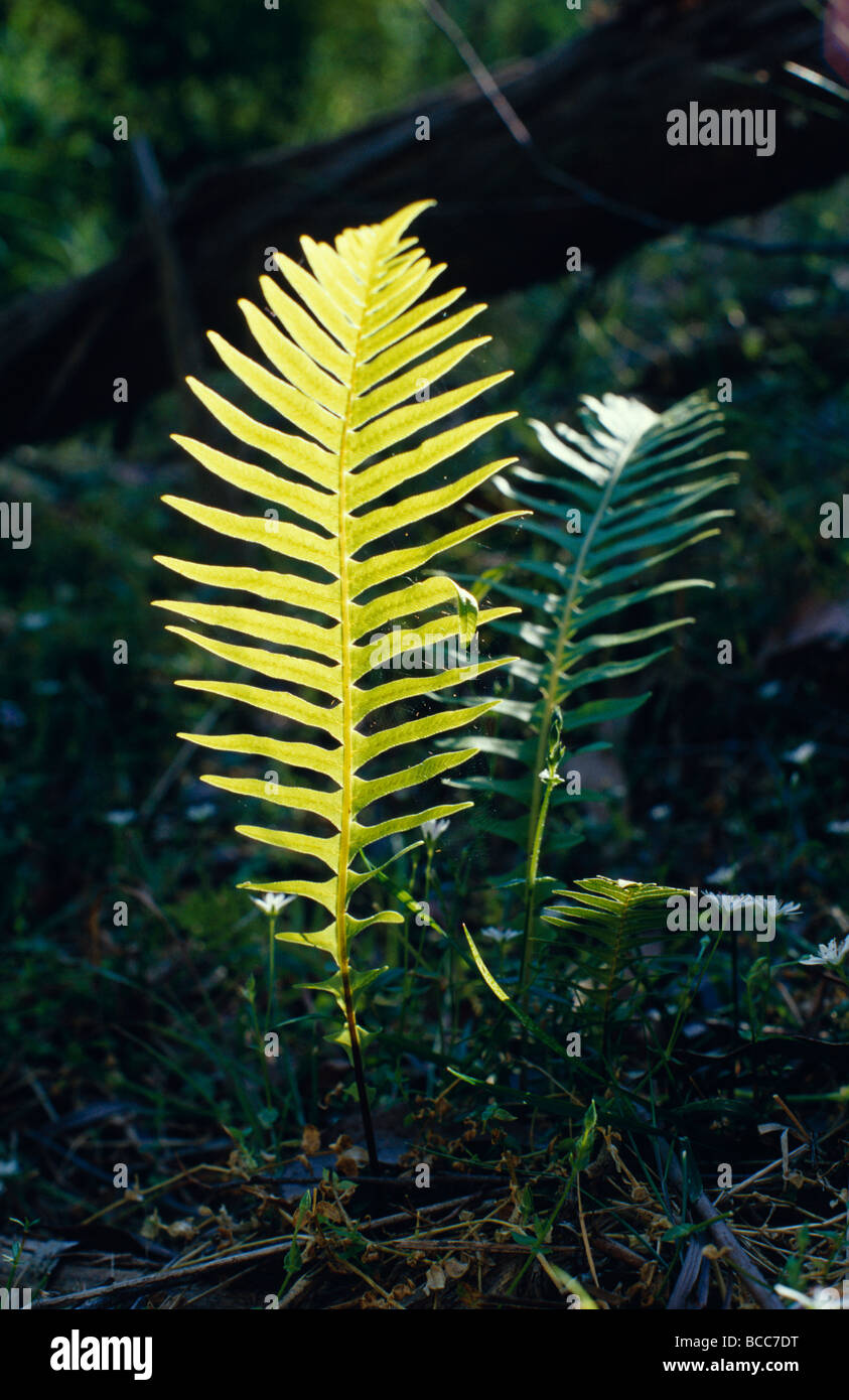 Lime green new growth Fern fronds on the forest floor Stock Photo - Alamy