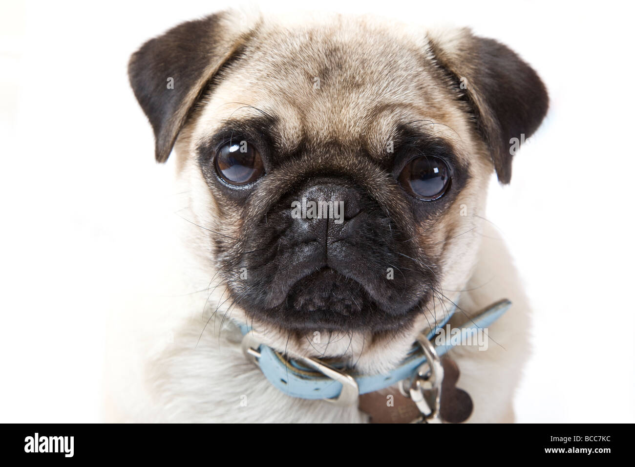 Beige pug with black face and blue collar Stock Photo - Alamy