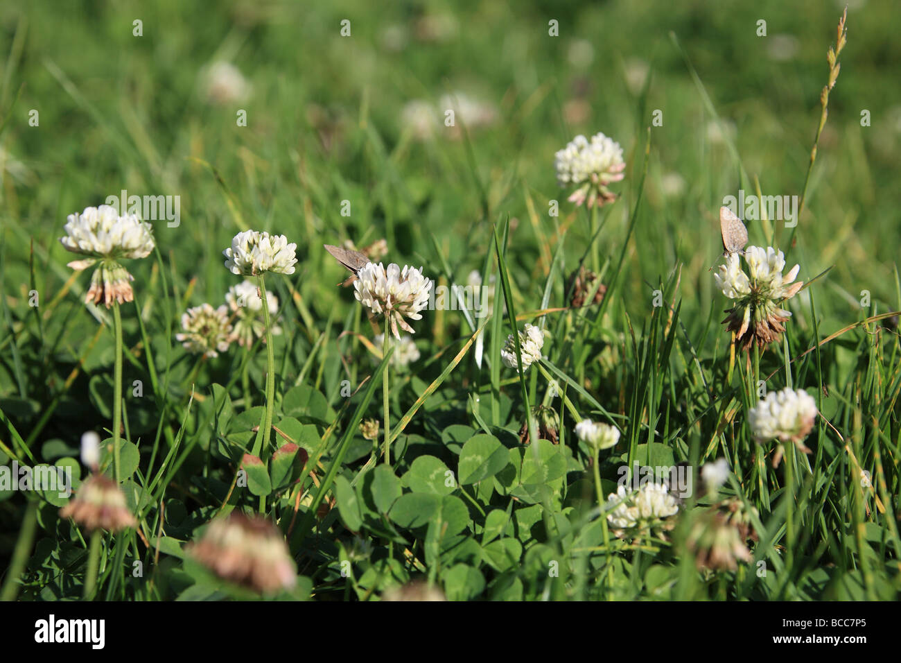 Pasture white clover hi-res stock photography and images - Alamy