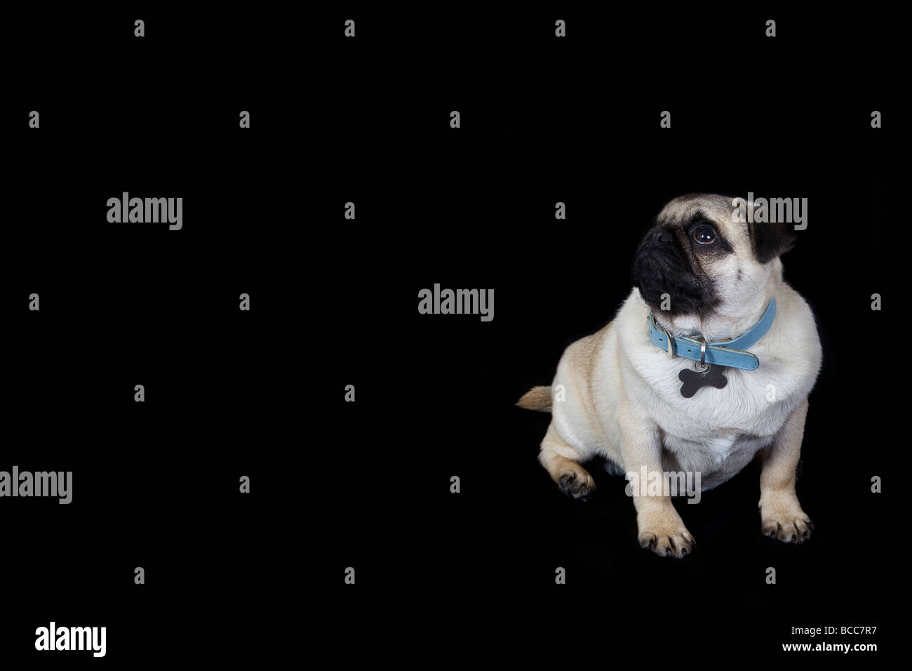 Beige pug with black face and blue collar Stock Photo - Alamy