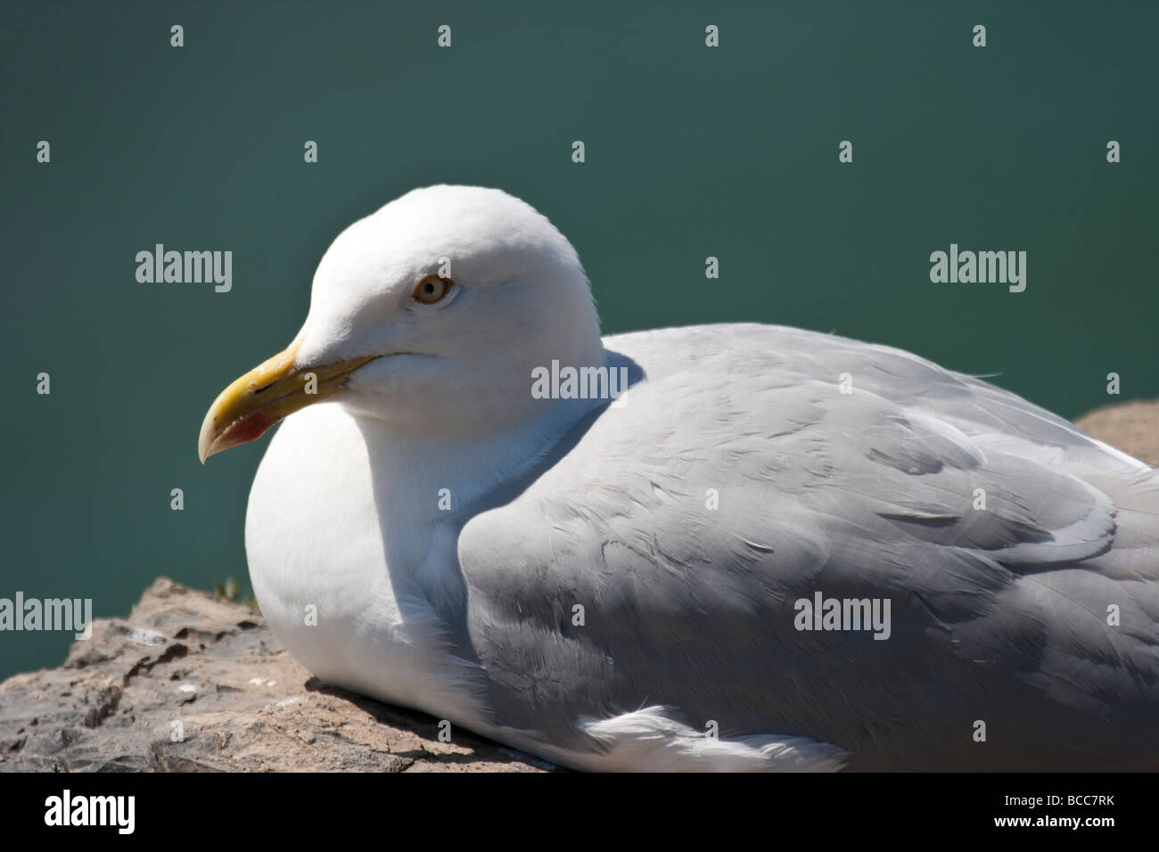 Close up seagull nesting hi-res stock photography and images - Alamy