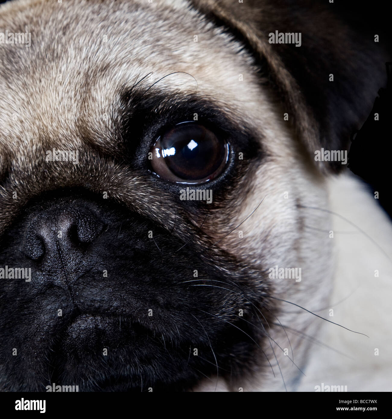 Beige pug with black face and blue collar Stock Photo - Alamy