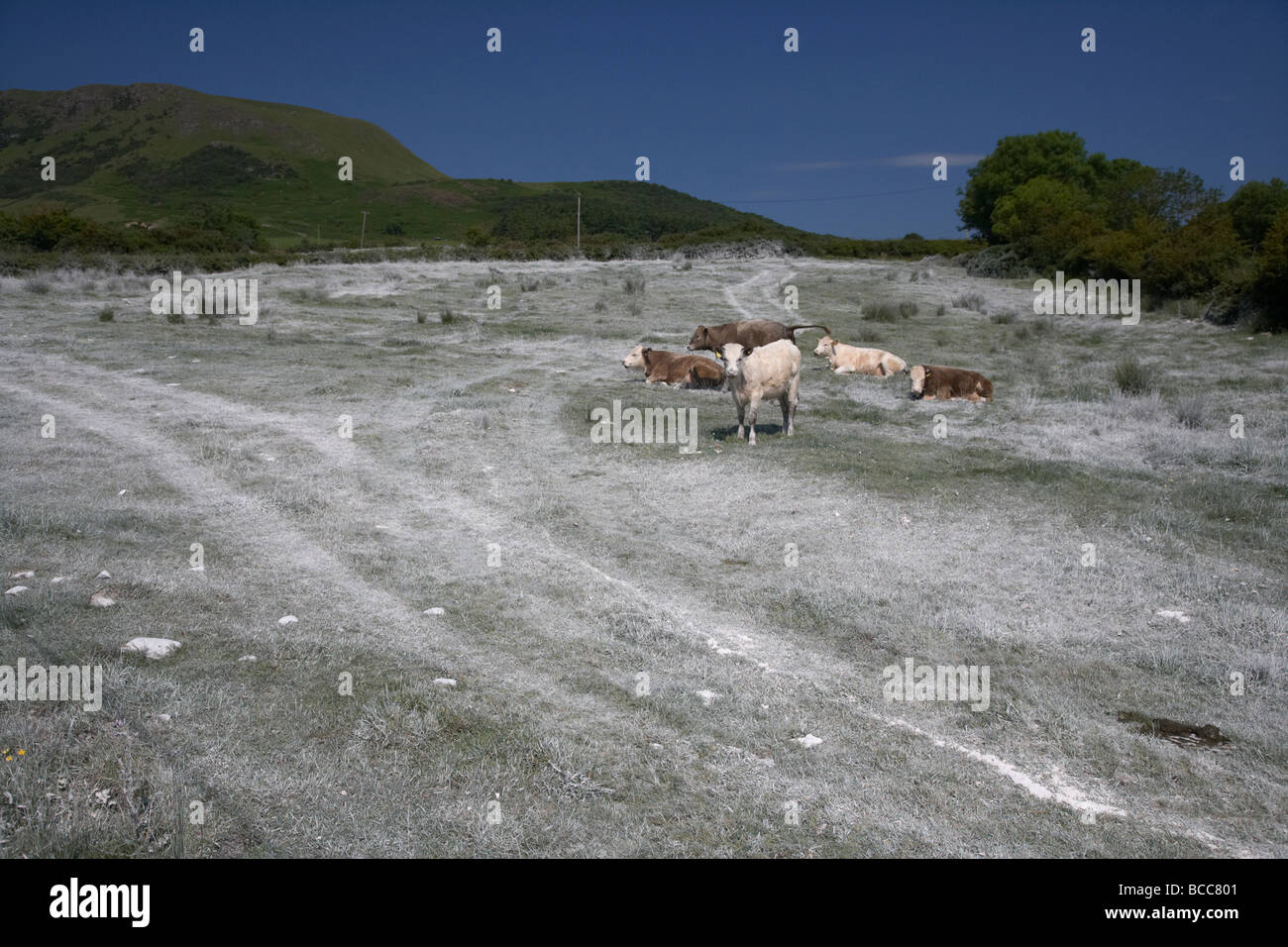 Liming soil hi-res stock photography and images - Alamy