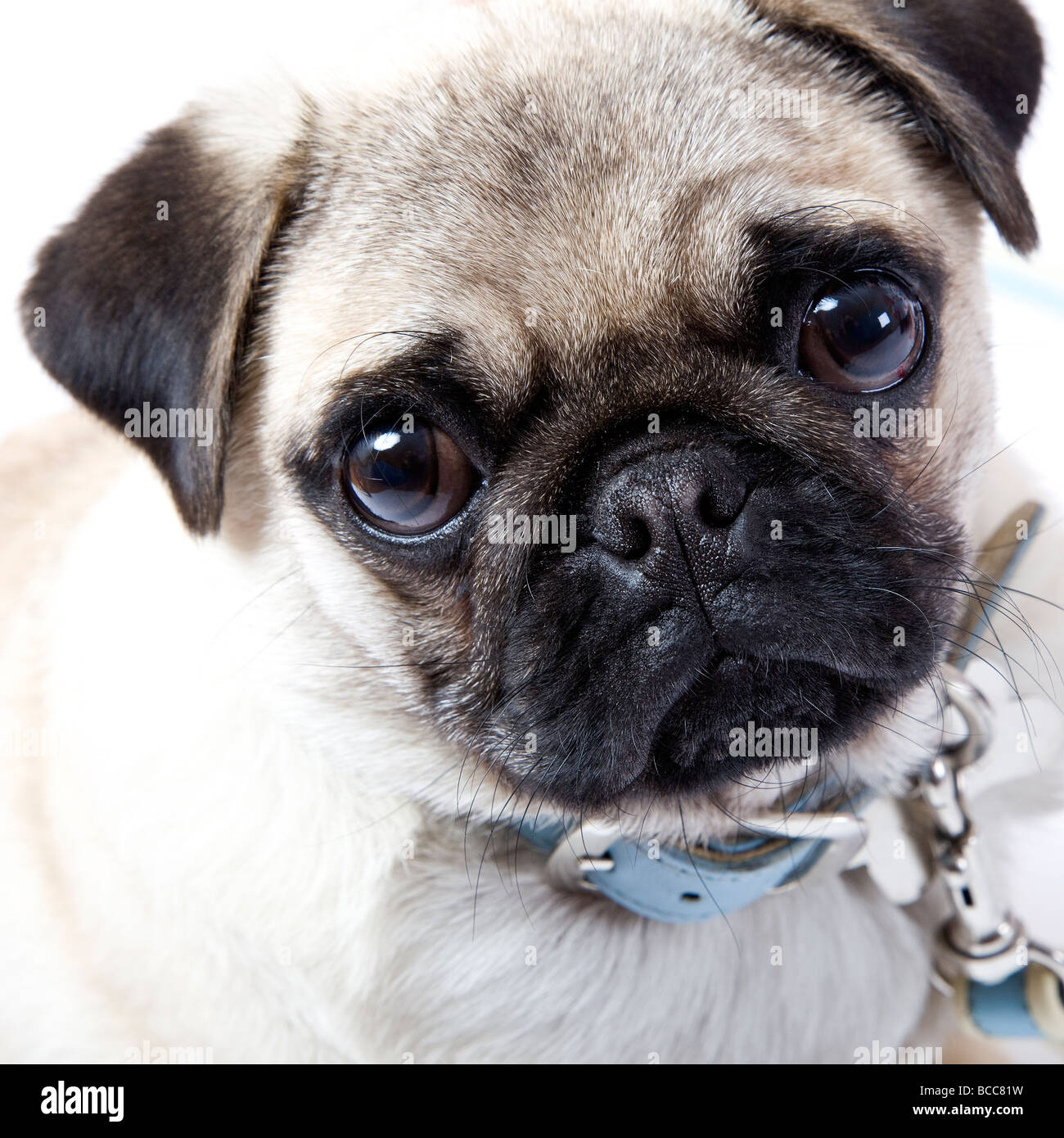 Dog face squashed hi-res stock photography and images - Alamy
