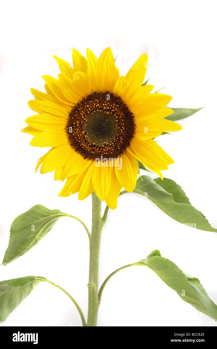 Single yellow sunflower on long green stem Stock Photo - Alamy