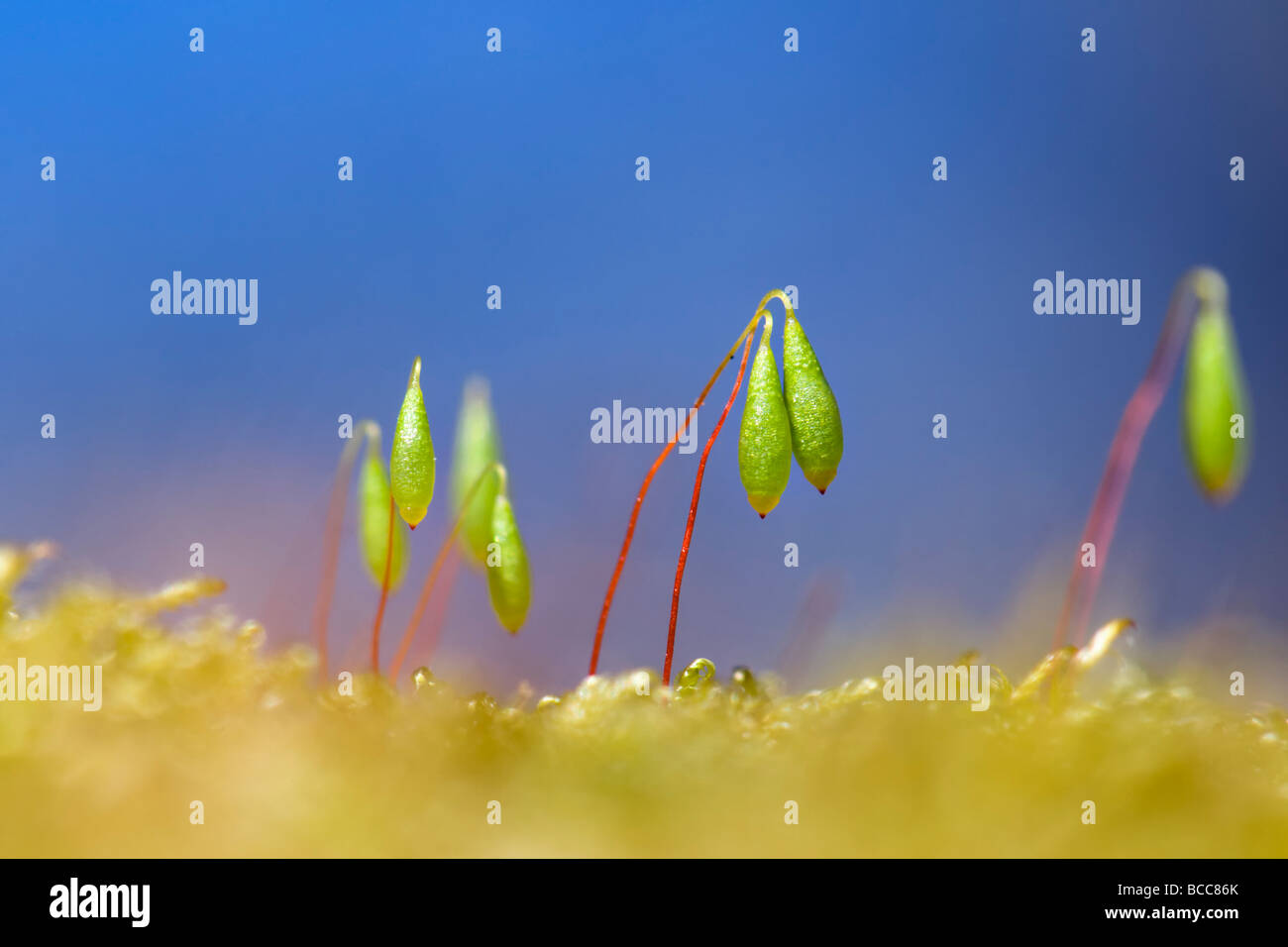 Microscopic plant spores hi-res stock photography and images - Alamy