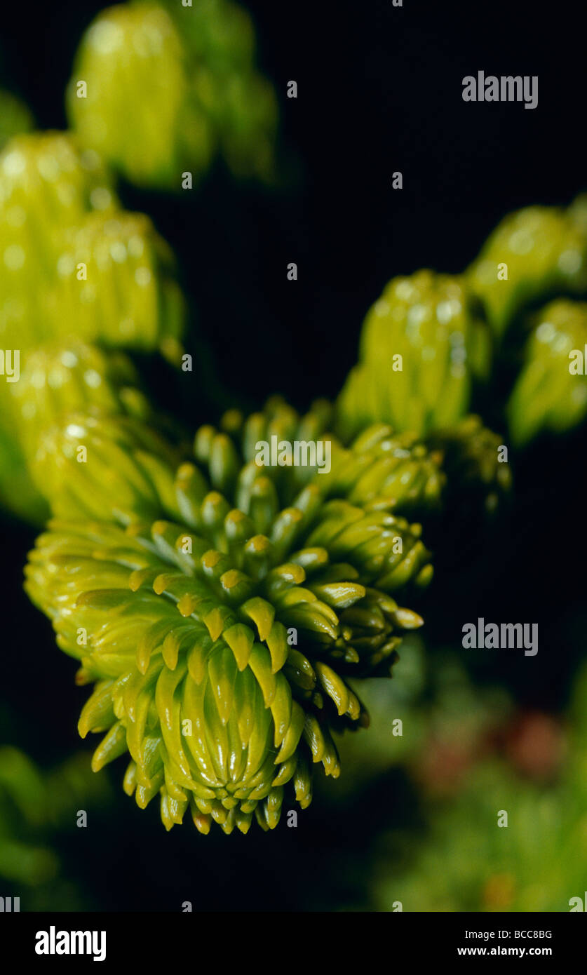 Tathra australia hi-res stock photography and images - Alamy