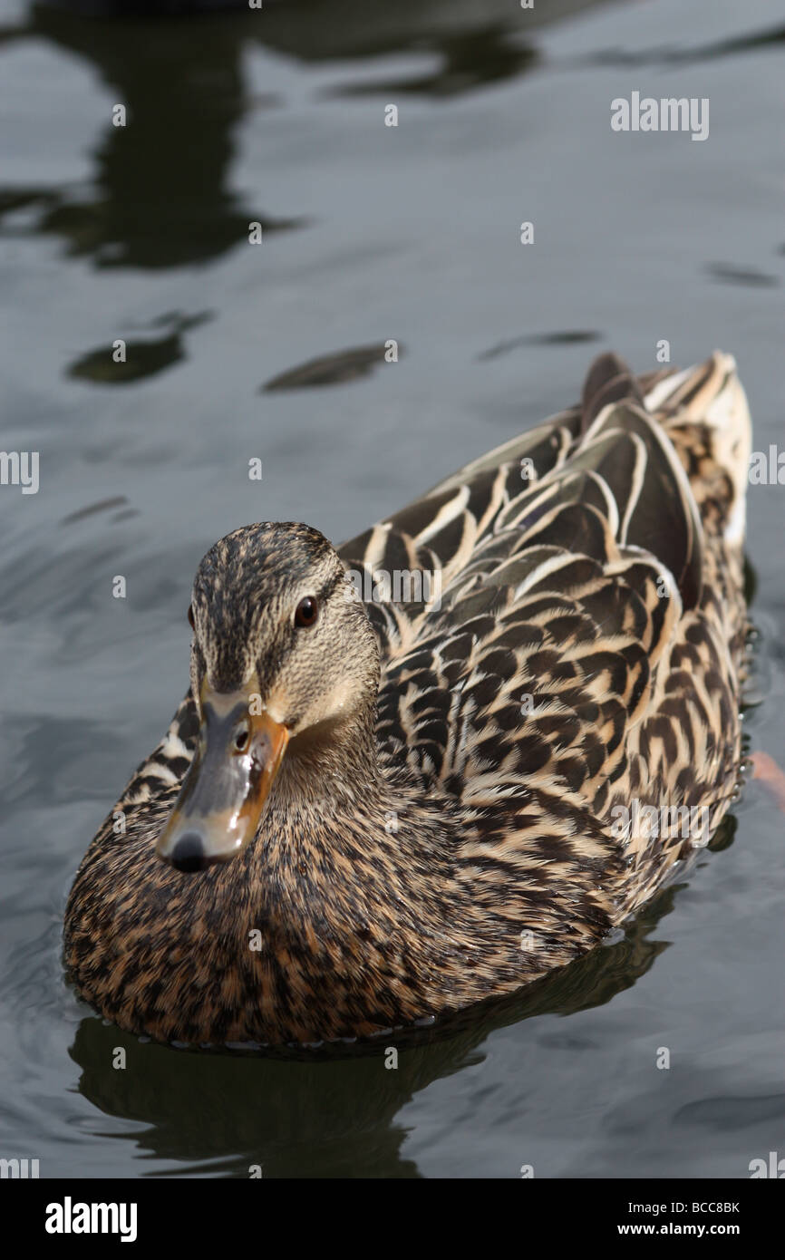 Female Mallard Duck Stock Photo - Alamy