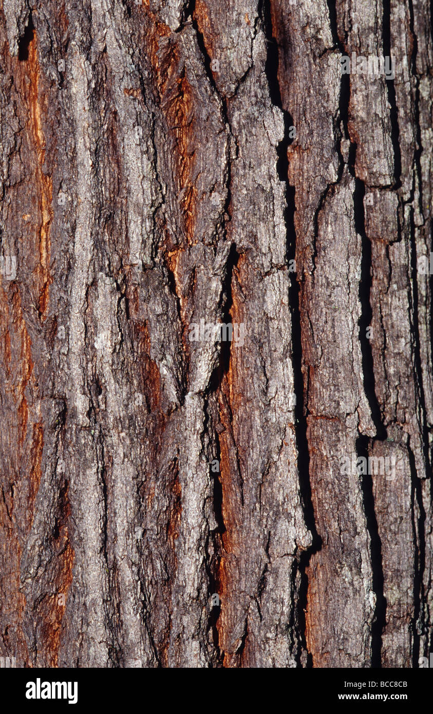 Bark detail of the Black She Oak, Allocasuariha Littoralis, tree Stock ...
