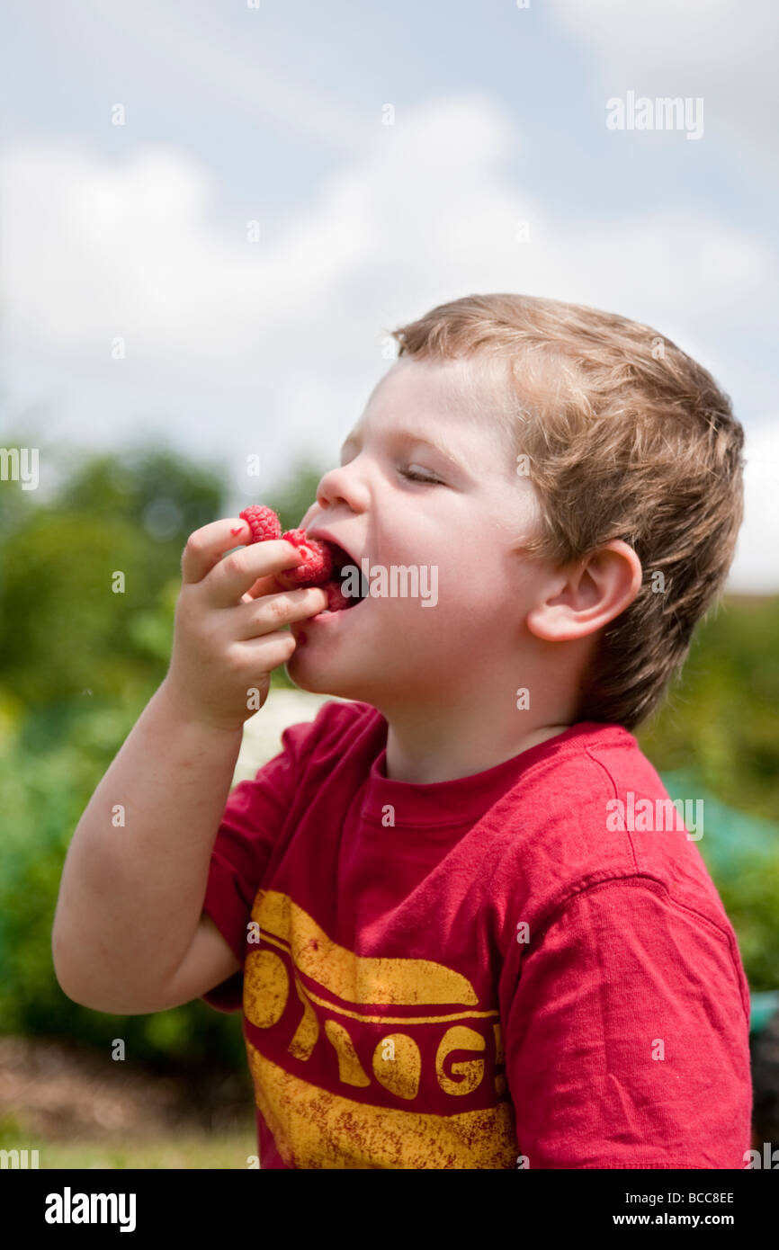 Young boy eating raspberries Stock Photo - Alamy