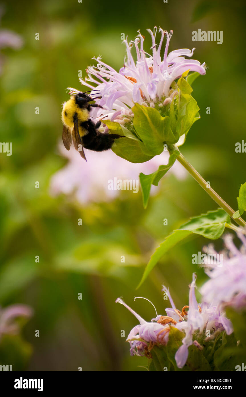 Large garden bumblebee hi-res stock photography and images - Alamy