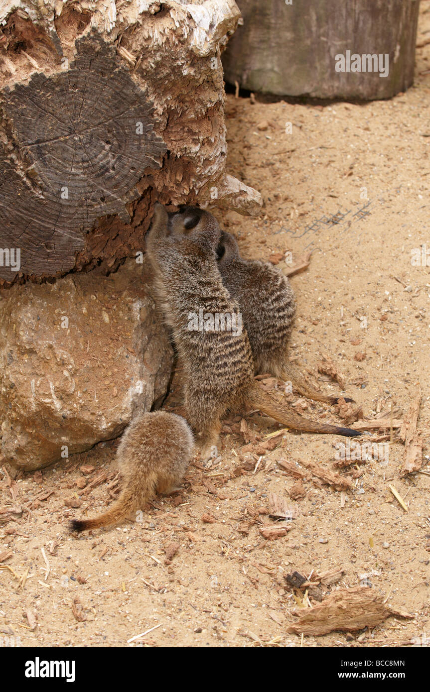 Meerkat eating insects hi-res stock photography and images - Alamy